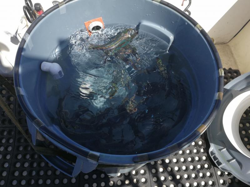 ArimaOwners.com - DIY Bait Tank