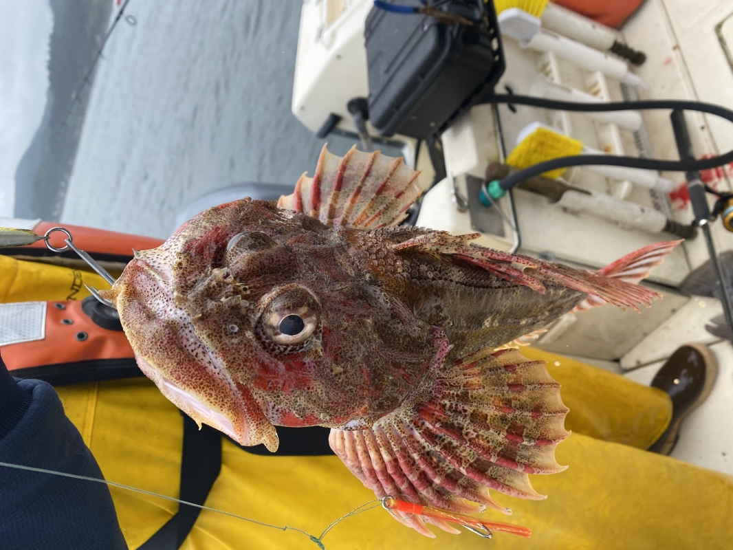 Has anyone ever seen a Red Irish Lord?