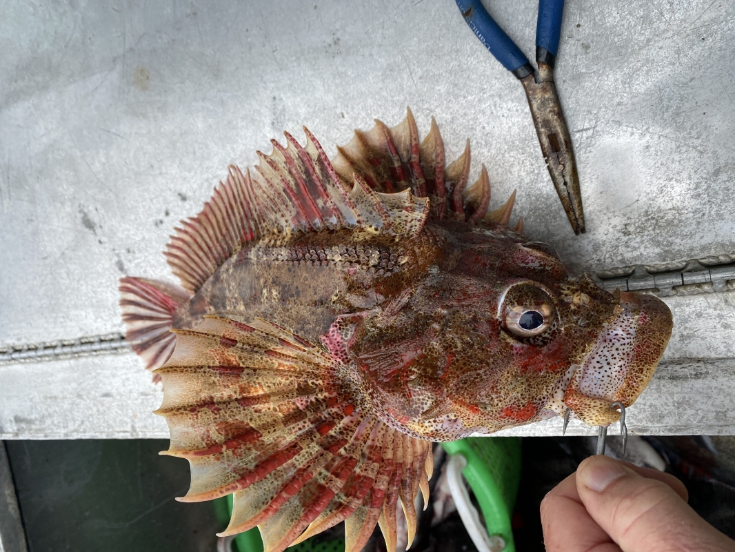 Has anyone ever seen a Red Irish Lord?