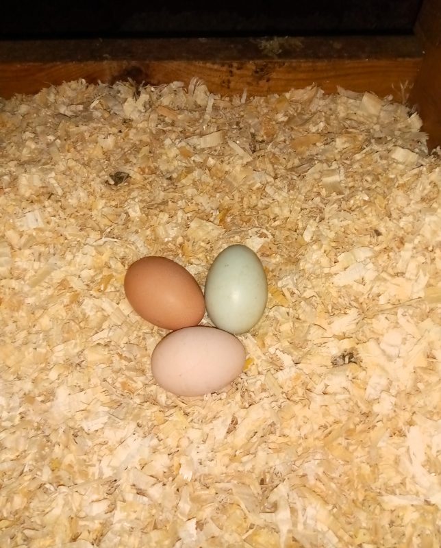 ArimaOwners.com - eggiwegs