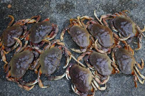 ArimaOwners.com - DSC_4960.JPG