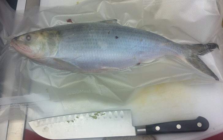 ArimaOwners.com - Frozen Shad