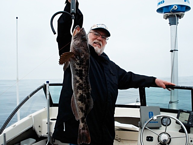 ArimaOwners.com - Ling Cod