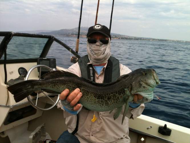 ArimaOwners.com - ling Cod 3