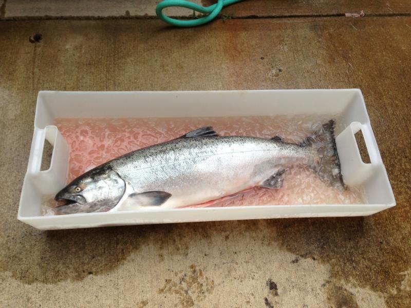 ArimaOwners.com - 26 Pounds