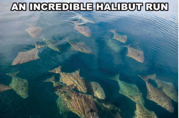 ArimaOwners.com - halibut run