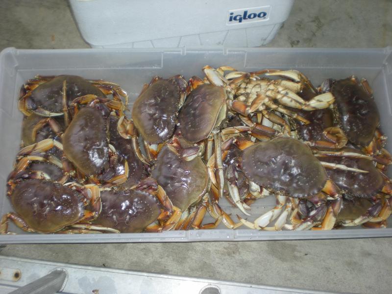 ArimaOwners.com - 10 2 13 crab